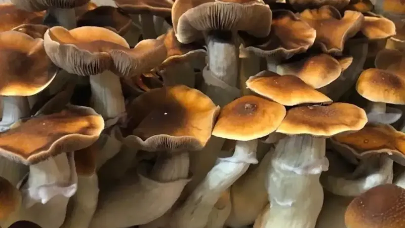 Blue Magnolia Classic (BMC) Psilocybe Cubensis - Una Guía Completa ...