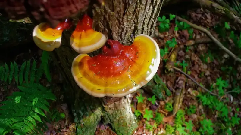 Ganoderma Tsugae: Discover the Hemlock Reishi's Health Benefits